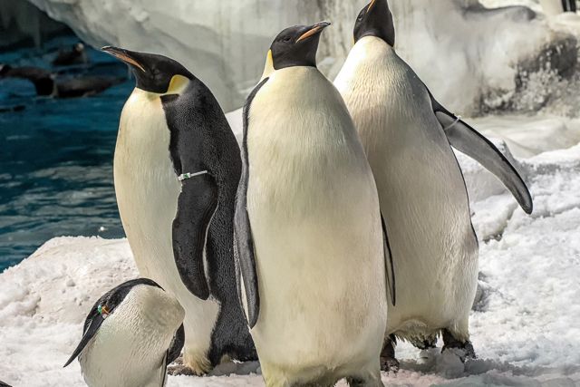 San Diego: SeaWorld Skip-the-Line Park Admission Ticket - What to Expect from Your Visit