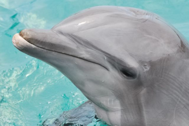 San Diego: SeaWorld Skip-the-Line Park Admission Ticket - Final Thoughts