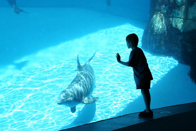 San Diego: SeaWorld Skip-the-Line Park Admission Ticket - FAQs About the SeaWorld San Diego Skip-the-Line Ticket