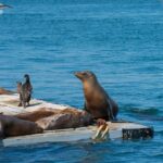 San Diego Shore Excursion: San Diego Seal Tour - Final Thoughts: Is the San Diego Seal Tour Worth It?