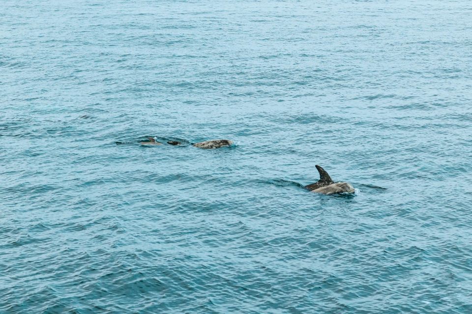 San Diego: Whale and Dolphin Watching Cruise - Who Is This Tour Best For?