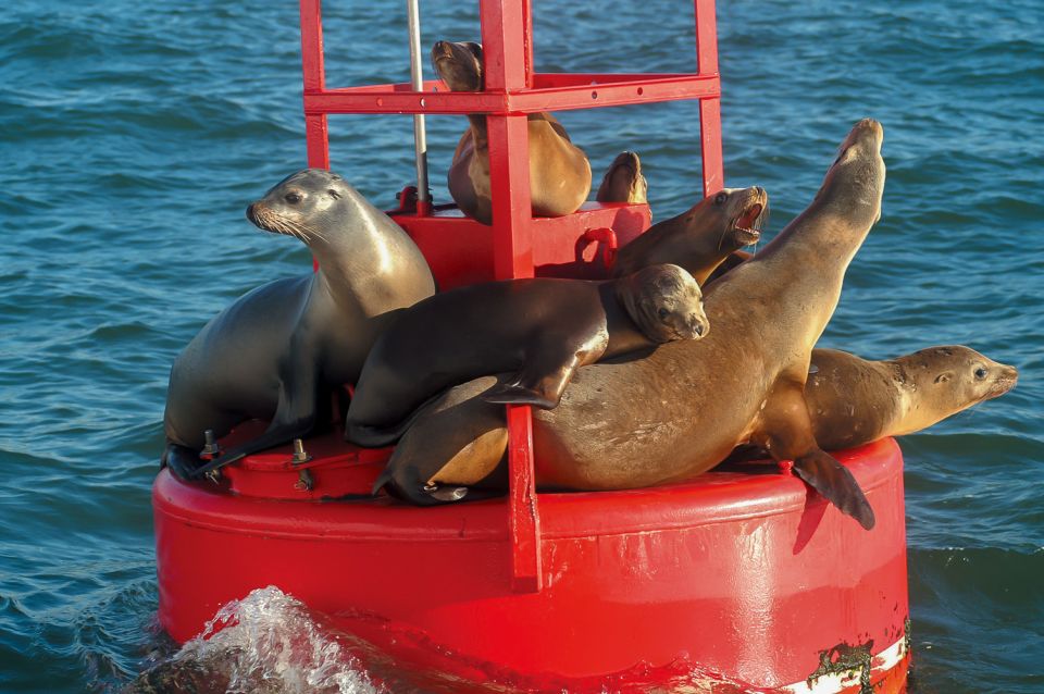 San Diego: Whale and Dolphin Watching Cruise - Final Thoughts