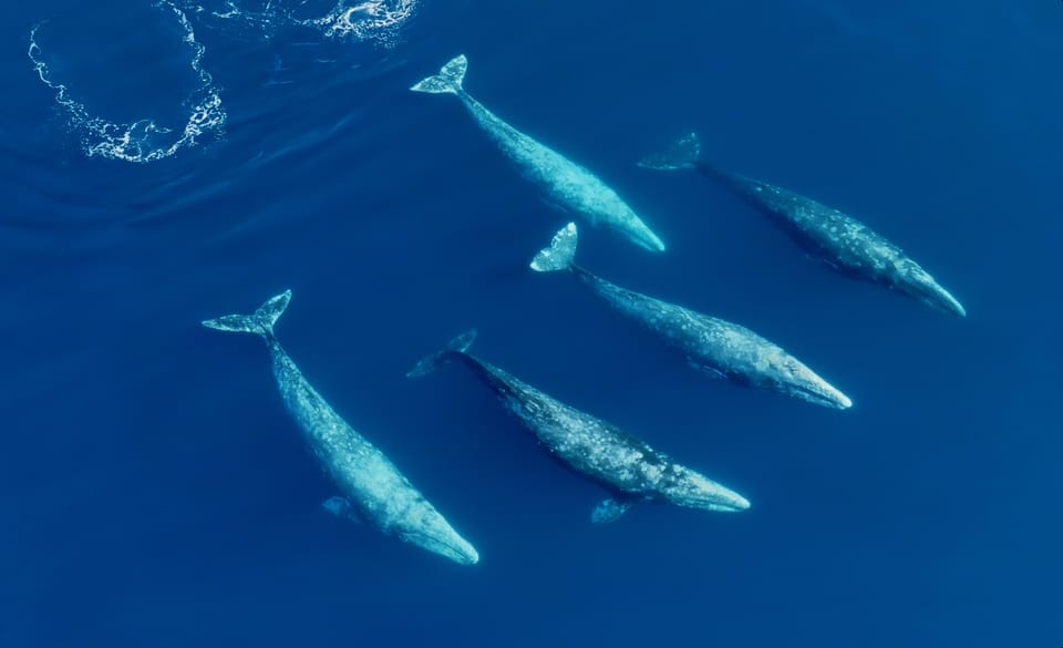 San Diego: Whale and Dolphin Watching Speedboat Tour - An In-Depth Look at the Experience