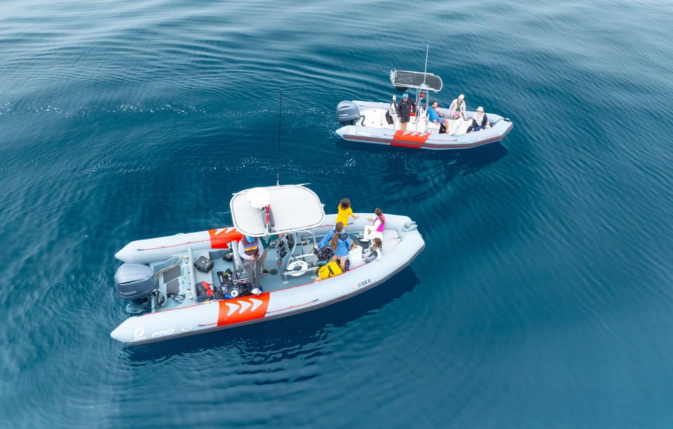 San Diego: Whale and Dolphin Watching Speedboat Tour - Value and Pricing Analysis
