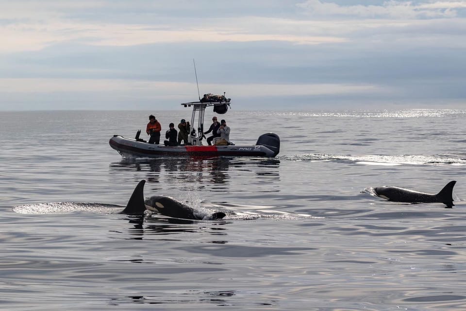 San Diego: Whale and Dolphin Watching Speedboat Tour - The Experience Itself: What Makes It Special