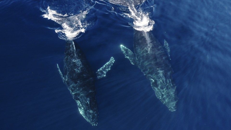 San Diego: Whale and Dolphin Watching Speedboat Tour - Who This Tour Is Best For
