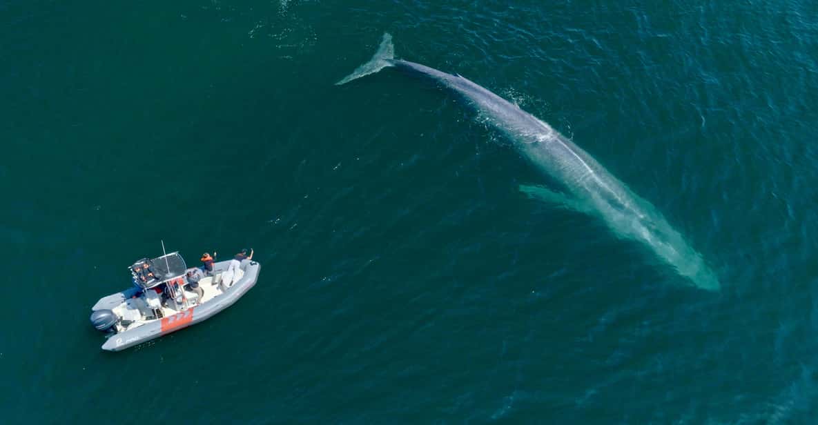 San Diego: Whale and Dolphin Watching Speedboat Tour - The Sum Up