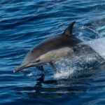 San Diego: Whale Watching Cruise - What to Expect on the Cruise