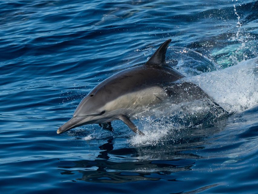 San Diego: Whale Watching Cruise - What to Expect on the Cruise