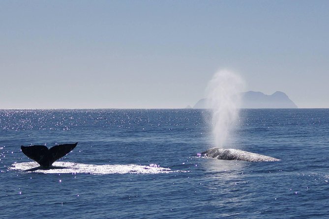 San Diego Whale Watching Cruise - The Itinerary: What to Expect