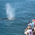 San Diego Whale Watching Cruise - The Itinerary: What You Can Expect