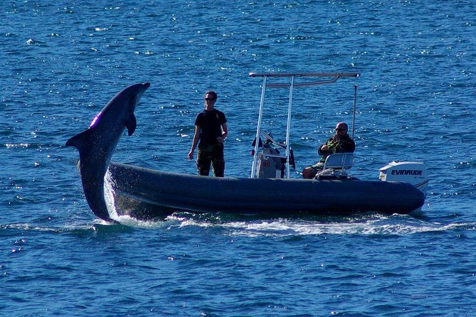 San Diego Whale Watching Cruise - The Pros and Cons