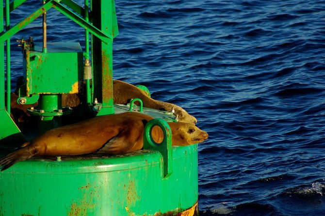 San Diego Whale Watching Cruise - Final Thoughts