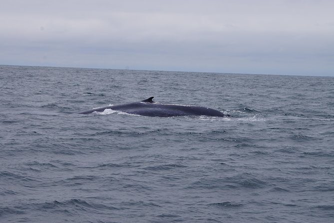 San Diego Whale Watching Cruise - Who Will Love This Experience?