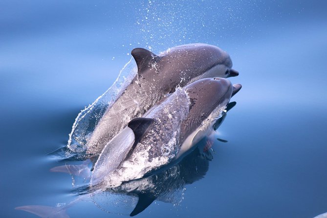 San Diego Whale Watching Tour - An In-Depth Look at the San Diego Whale Watching Experience