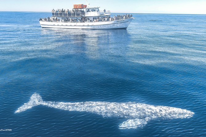 San Diego Whale Watching Tour - Who Will Love This Tour?