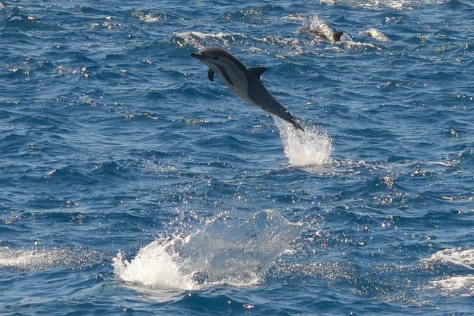 San Diego Whale Watching Tour - Final Thoughts