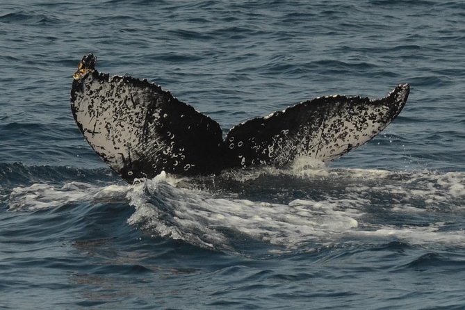 San Diego Whale Watching Tour - FAQs