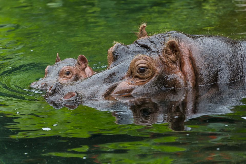 San Diego Zoo: 1-Day Admission Ticket - What to Expect from Your Day at the San Diego Zoo