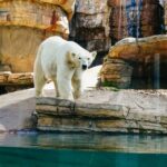 San Diego Zoo: 1-Day Admission Ticket - How the Experience Feels