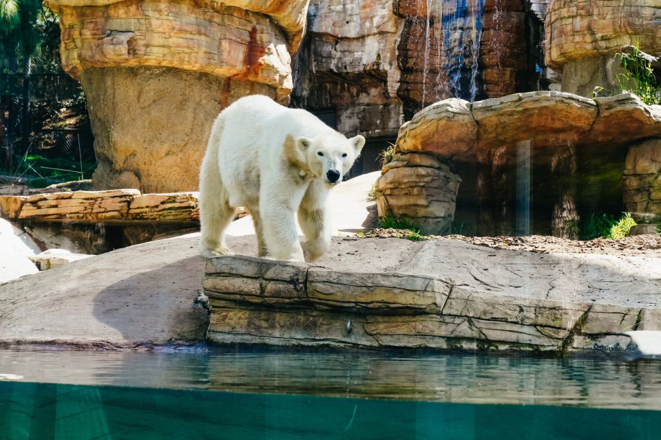 San Diego Zoo: 1-Day Admission Ticket - How the Experience Feels