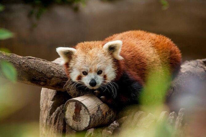 San Diego Zoo 1-Day Pass: Any Day Ticket - Who Should Book This Ticket?