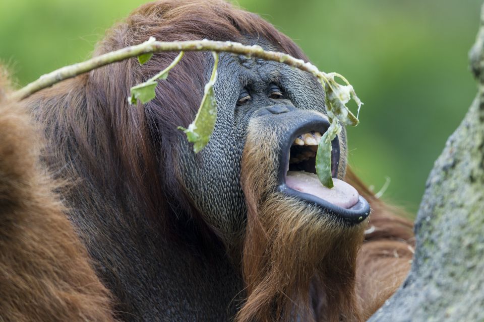 San Diego Zoo and Safari Park: 2-Day Entry Ticket - The Experience in Detail