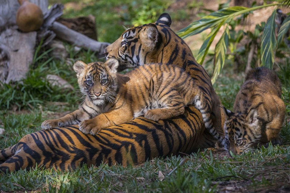 San Diego Zoo and Safari Park: 2-Day Entry Ticket - FAQ