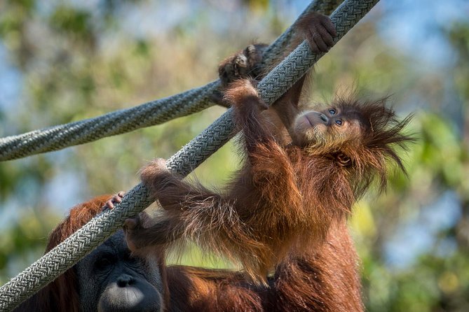 San Diego Zoo and Safari Park 2-Visit Pass Ticket - An In-Depth Look at the Experience