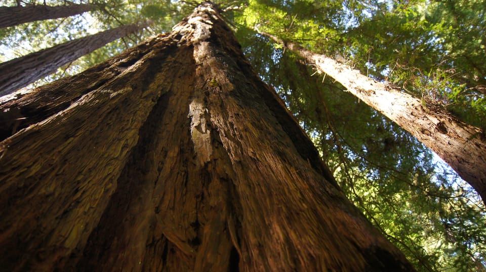 San Francisco: Alcatraz Island & Guided Muir Woods Tour - FAQ