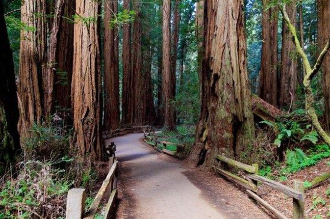 San Francisco: Coastal Redwoods Tour and Hop-on Hop-off Bus Tour - Final Thoughts  