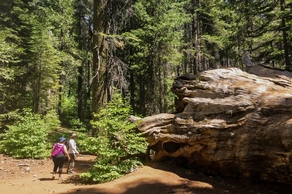 San Francisco: Day Trip to Yosemite with Giant Sequoias Hike - Key Points