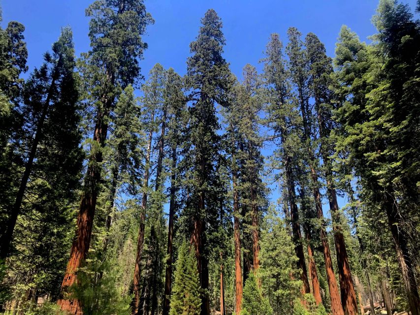 San Francisco: Day Trip to Yosemite with Giant Sequoias Hike - Final Thoughts