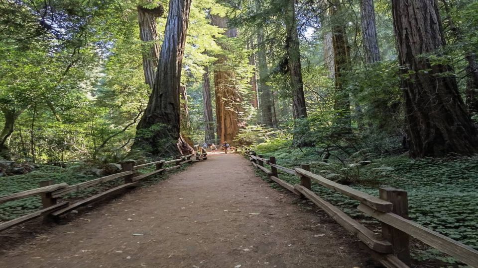 San Francisco: Full-Day City Tour w/ Muir Woods & Sausalito - Key Points
