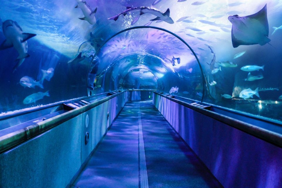 San Francisco: Go City All-Inclusive Pass 30+ Attractions - Who Will Love This Pass?