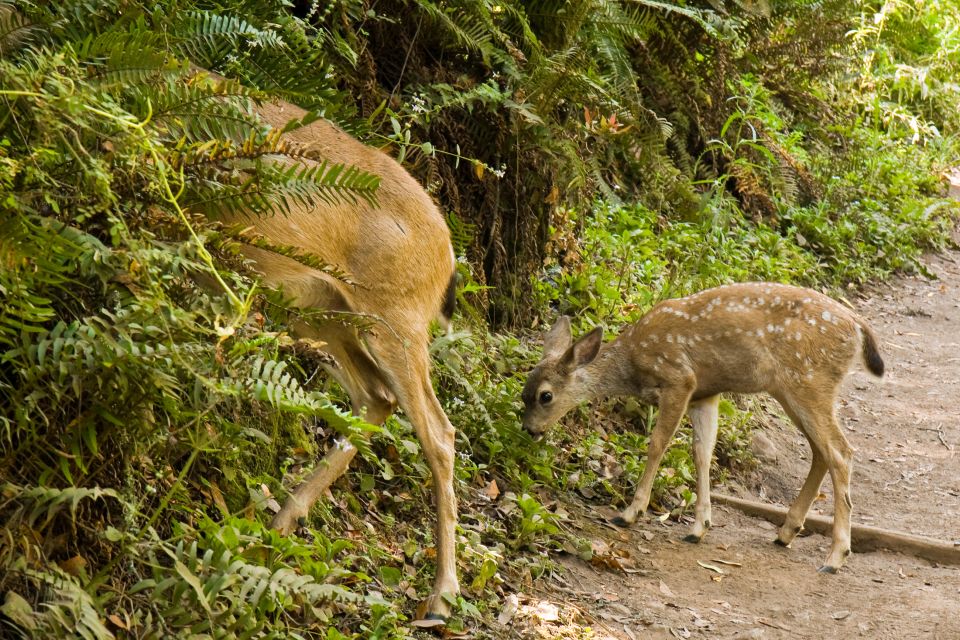 San Francisco Golden Gate Sausalito Muir Woods Private Tour - FAQ
