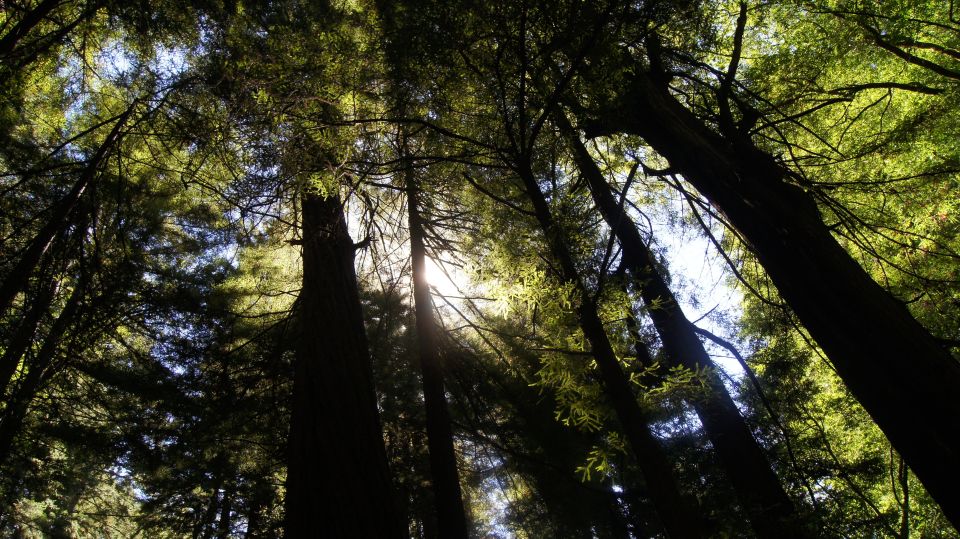 San Francisco: Guided Coastal Redwoods & Wine Country Tour - Russian River Vineyards