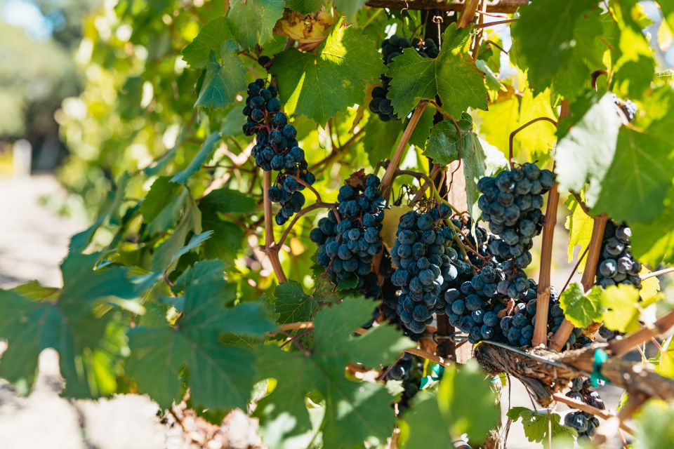San Francisco: Half-Day Wine Country Excursion with Tastings - Key Points