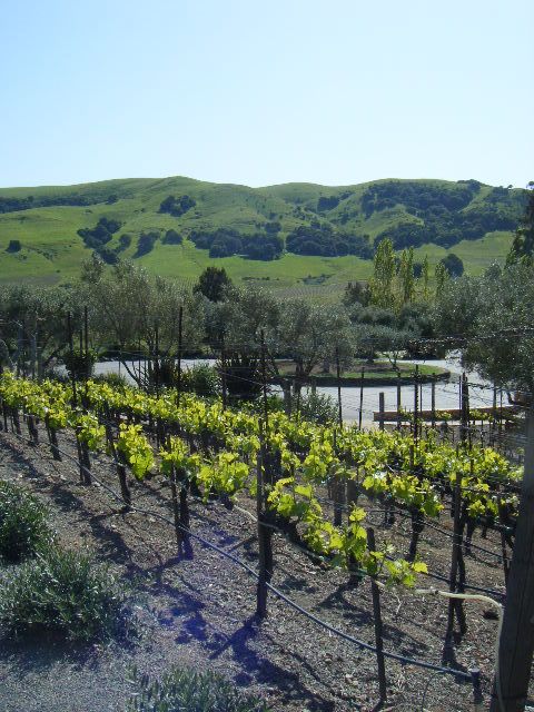 San Francisco: Half-Day Wine Country Tour with Wine Tastings - Who Should Consider This Tour?