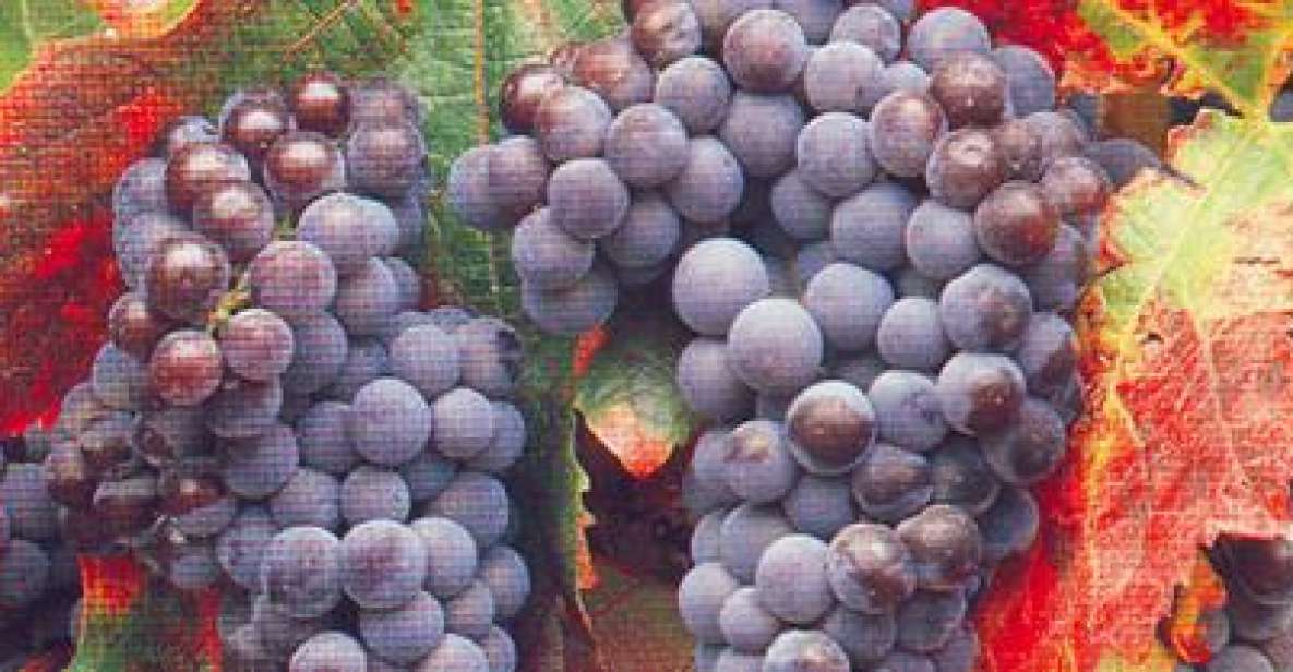 San Francisco: Half Day Wine Tour & Hop-On Hop-Off City Tour - Exploring San Francisco and Beyond: A Detailed Review
