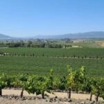 San Francisco: Half-Day Wine Tour with 2 Tastings Included - Tasting Experience and Food Options