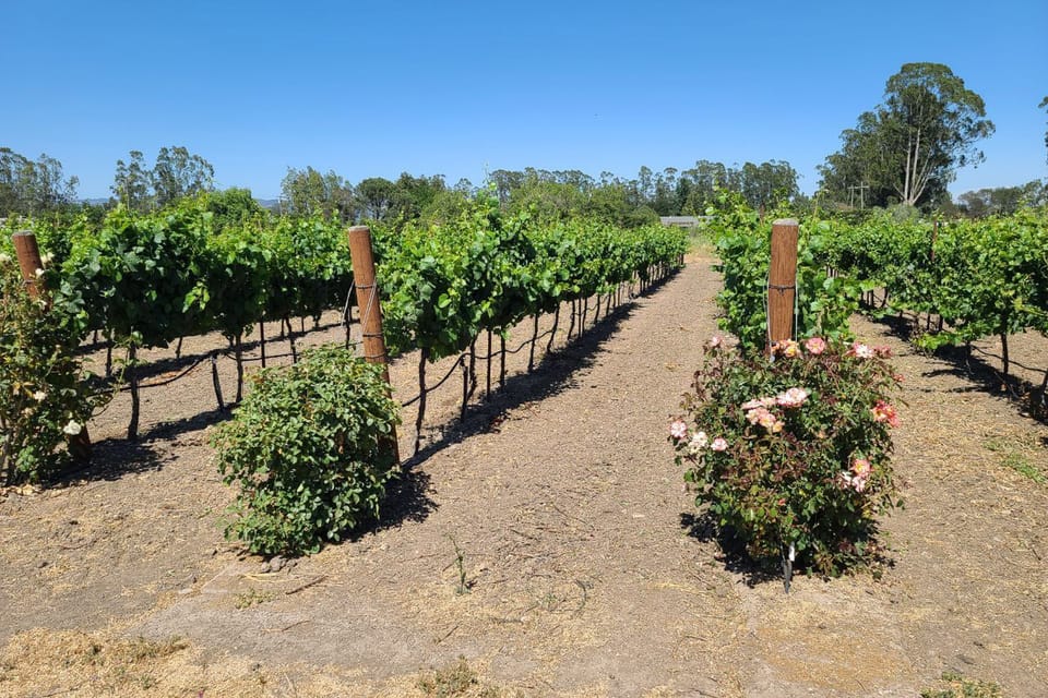 San Francisco: Half-Day Wine Tour with 2 Tastings Included - Final Thoughts