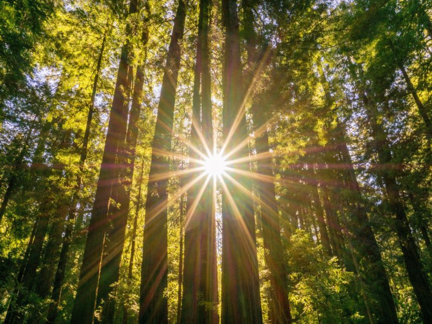 San Francisco: Hop-On Hop-Off + Muir Woods Tour - Who Will Love This Tour
