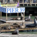San Francisco: Hop-On Hop-Off Tour with Optional Night Tour - The Practicalities: What You Need to Know