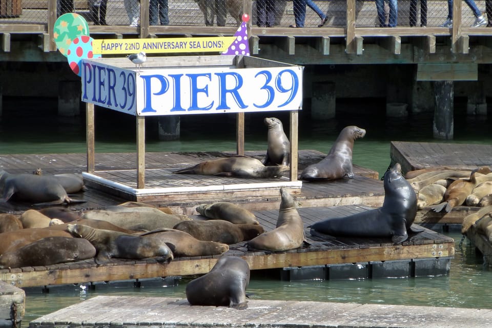 San Francisco: Hop-On Hop-Off Tour with Optional Night Tour - The Practicalities: What You Need to Know