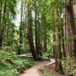 San Francisco: Muir Woods and Sausalito Small-Group Tour - The Journey from San Francisco to the Giants of Nature