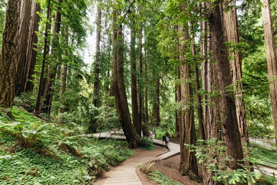 San Francisco: Muir Woods and Sausalito Small-Group Tour - The Journey from San Francisco to the Giants of Nature