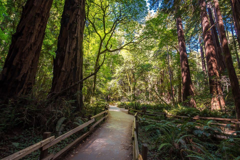 San Francisco: Muir Woods & Sausalito Tour w/Alcatraz Option - Muir Woods National Monument (90 Minutes)