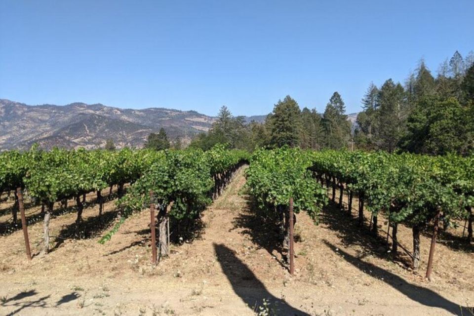 San Francisco: Napa and Sonoma Valley Private Wine Tour - What Real Reviewers Say
