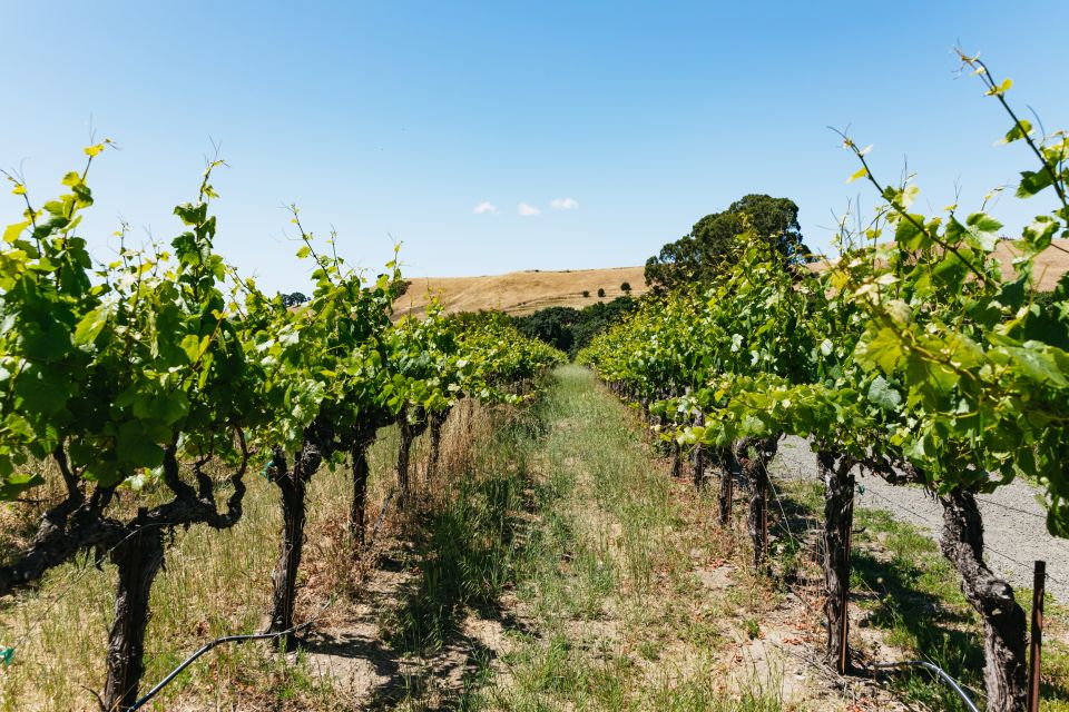 San Francisco: Napa and Sonoma Valley Wine Tour - What’s Included and What’s Not